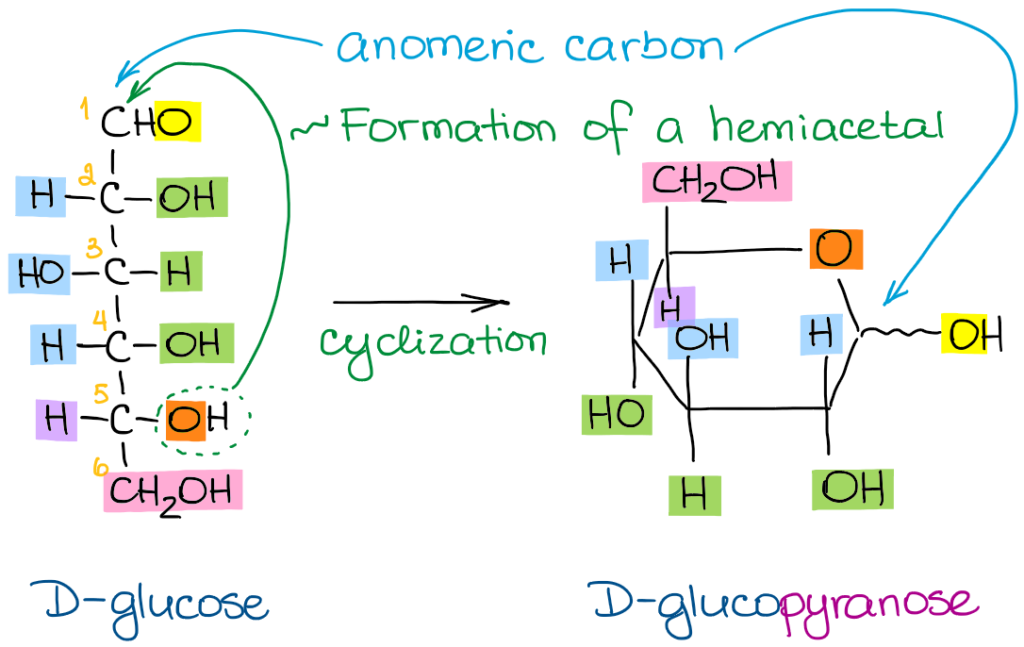 Converting Between Fischer, Haworth, and Chair Forms of Carbohydrates ...