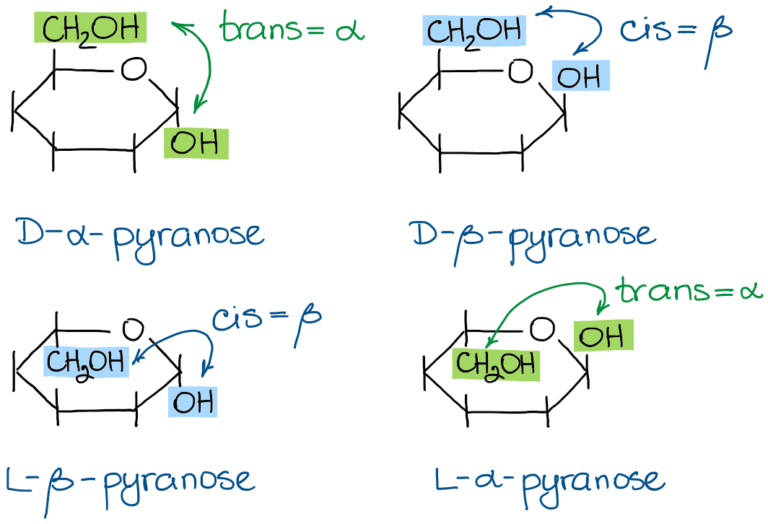 Converting Between Fischer, Haworth, and Chair Forms of Carbohydrates ...