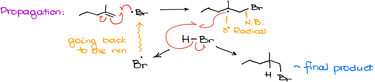 Radical Hydrohalogenation of Alkenes (Anti-Markovnikov Addition of HBr ...