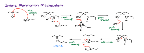 Formation of Imines and Enamines — Organic Chemistry Tutor