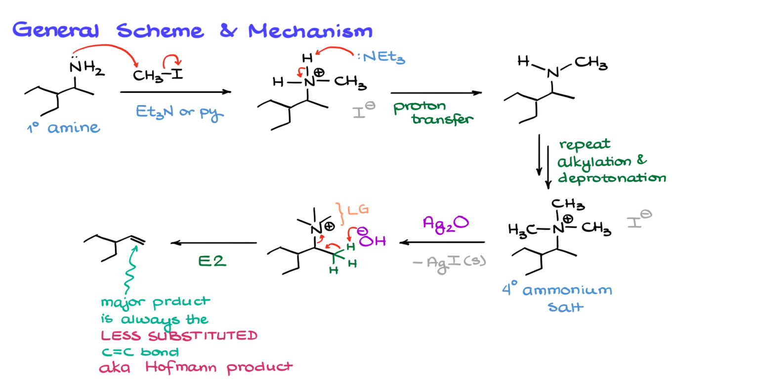 Hofmann Elimination — Organic Chemistry Tutor