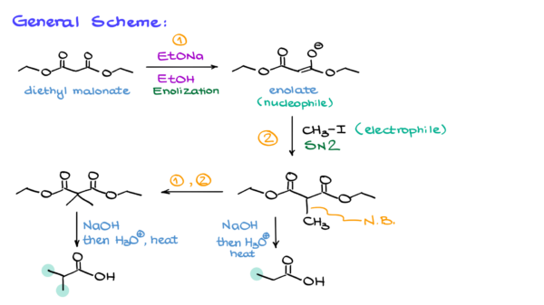 Malonic Ester Synthesis — Organic Chemistry Tutor