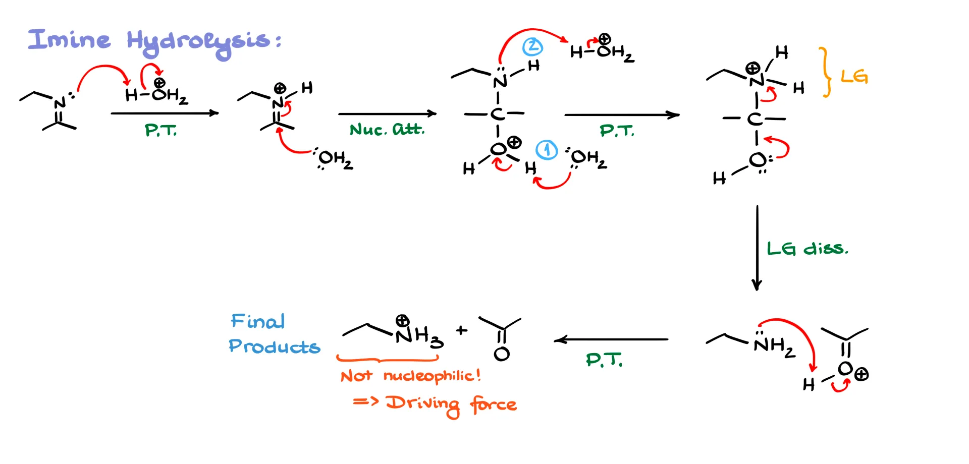 Imine and Enamine Hydrolysis — Organic Chemistry Tutor